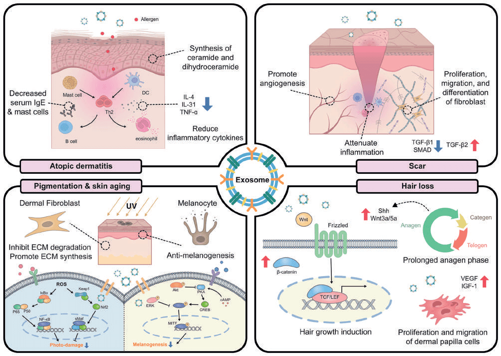 Exosomes Treatment